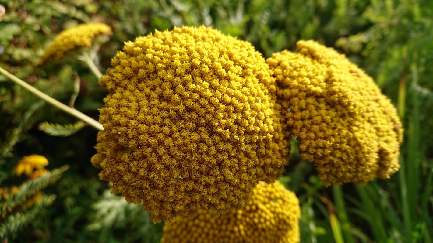 Planting gallery from gardens designed by Mark Lane Designs Ltd