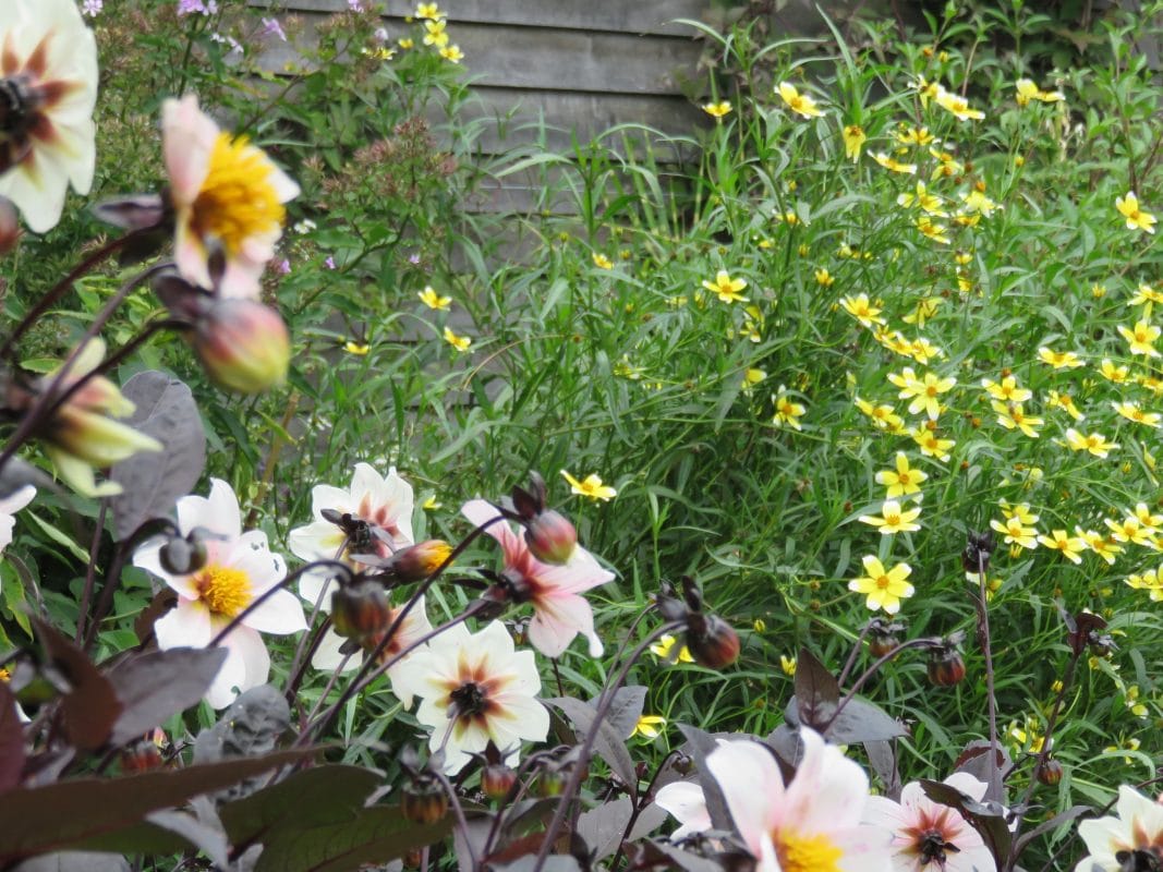 Planting Gallery | Mark Lane Designs