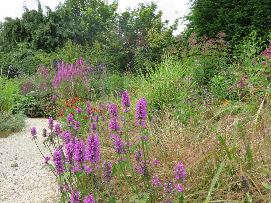 Planting gallery from gardens designed by Mark Lane Designs Ltd