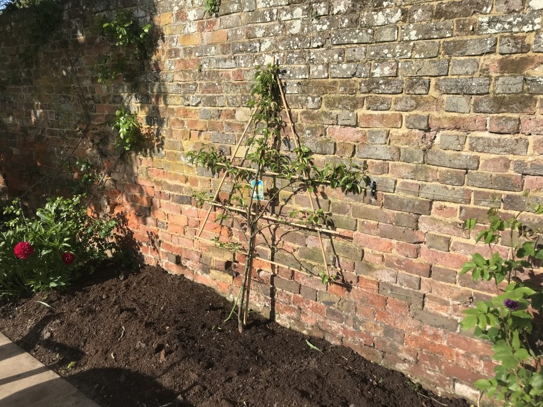 Cottage Garden, Deal, Kent, UK - Residential - Mark Lane Designs Ltd